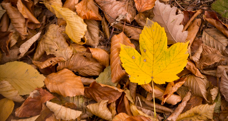 Outono: curiosidades e características - Dicas para Viagens